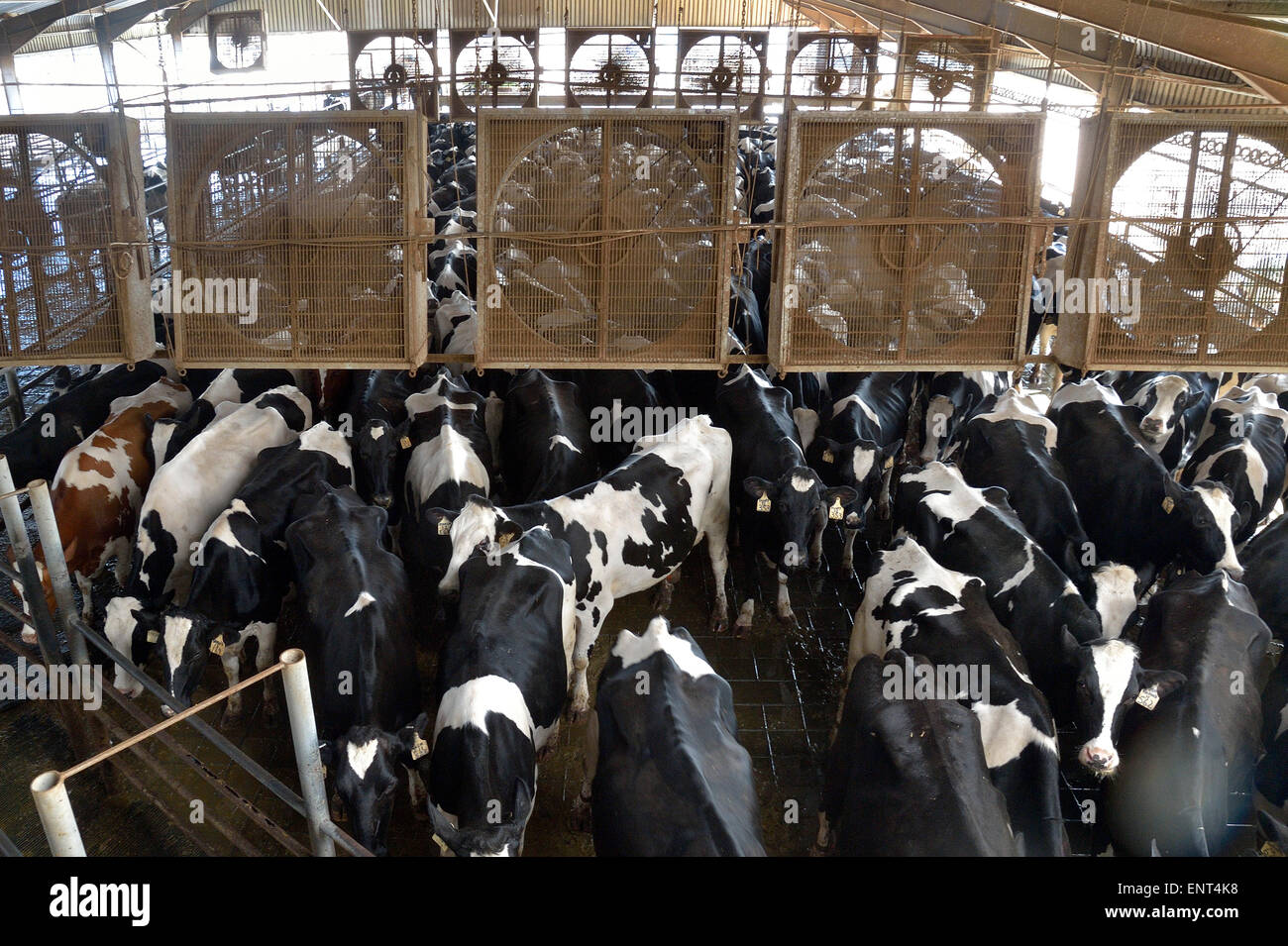 Intensive Farming Cattle