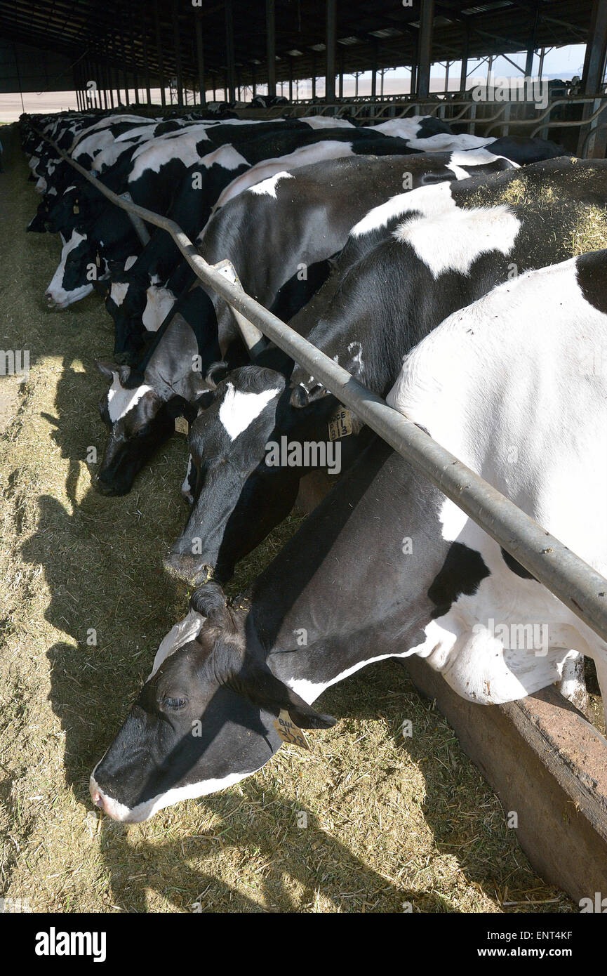 Cows on an Intensive Dairy farm Stock Photo - Alamy