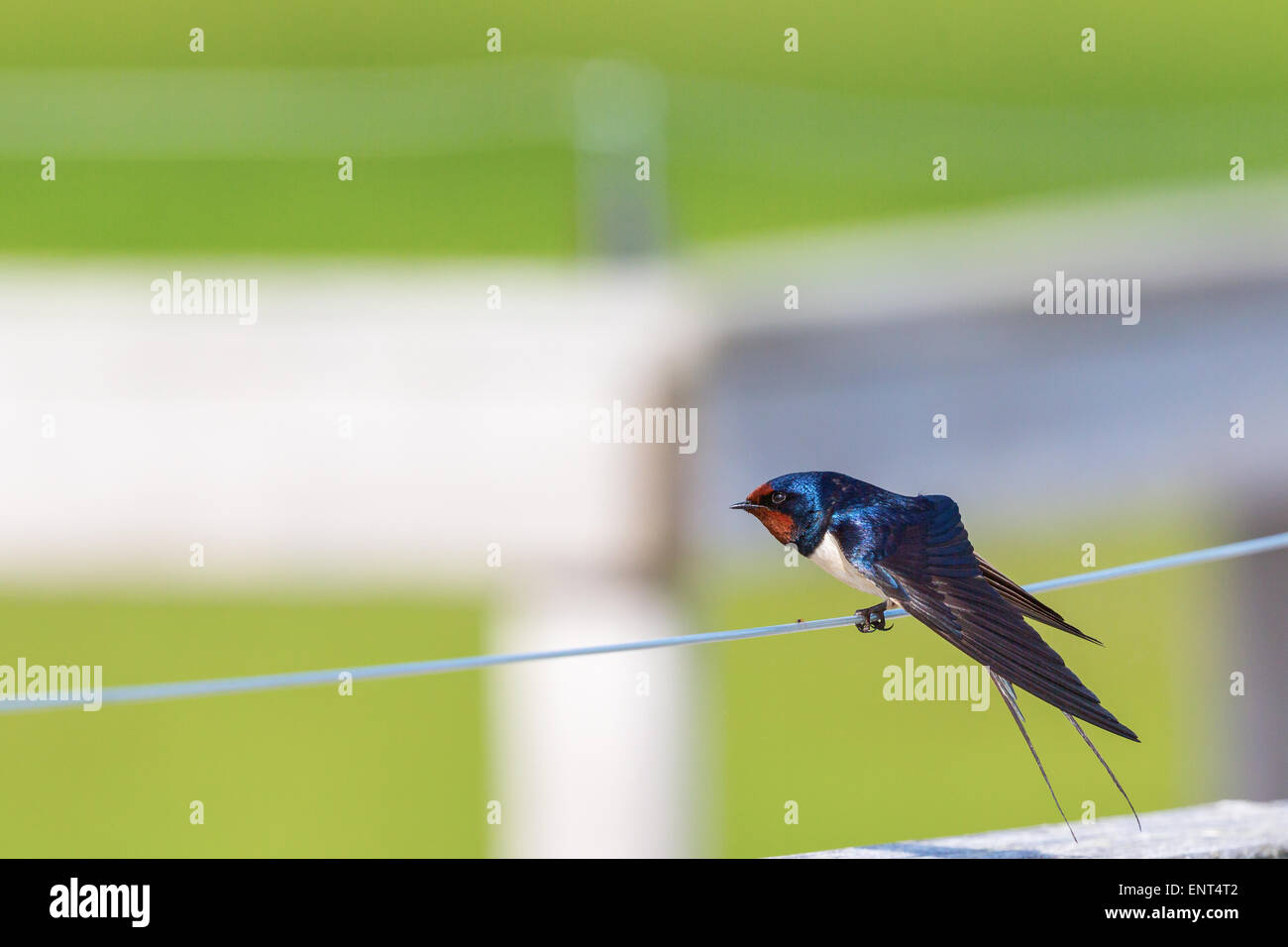 Barn Swallow sitting on a wire and spread wings Stock Photo - Alamy