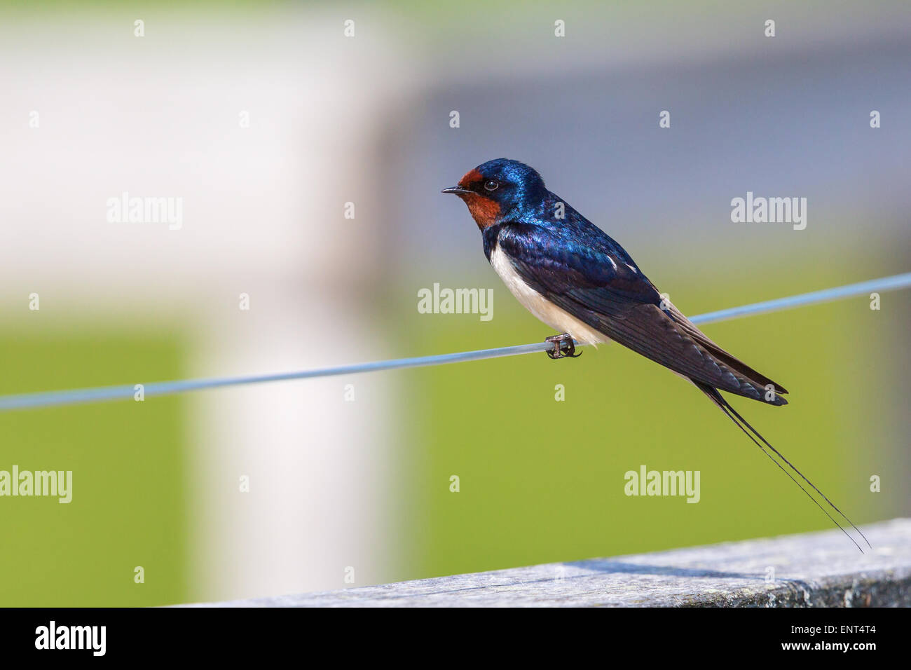 Barn Swallow sitting on a wire Stock Photo - Alamy