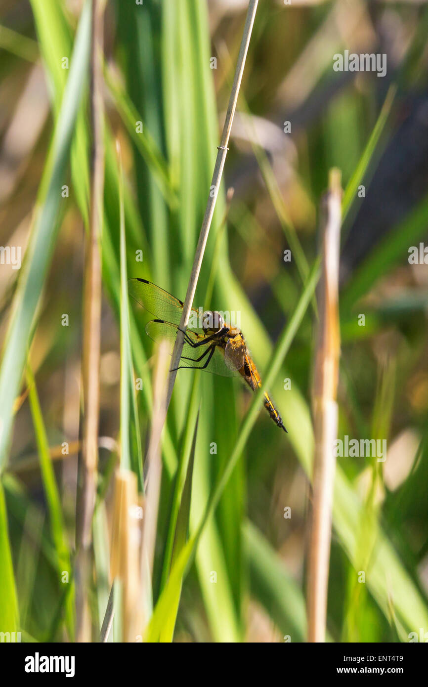 Dragonfly straw hi-res stock photography and images - Alamy