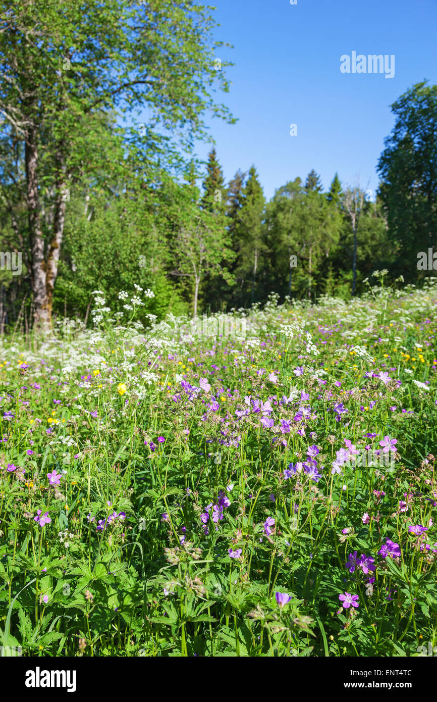 Summer meadow with many wild flowers Stock Photo - Alamy