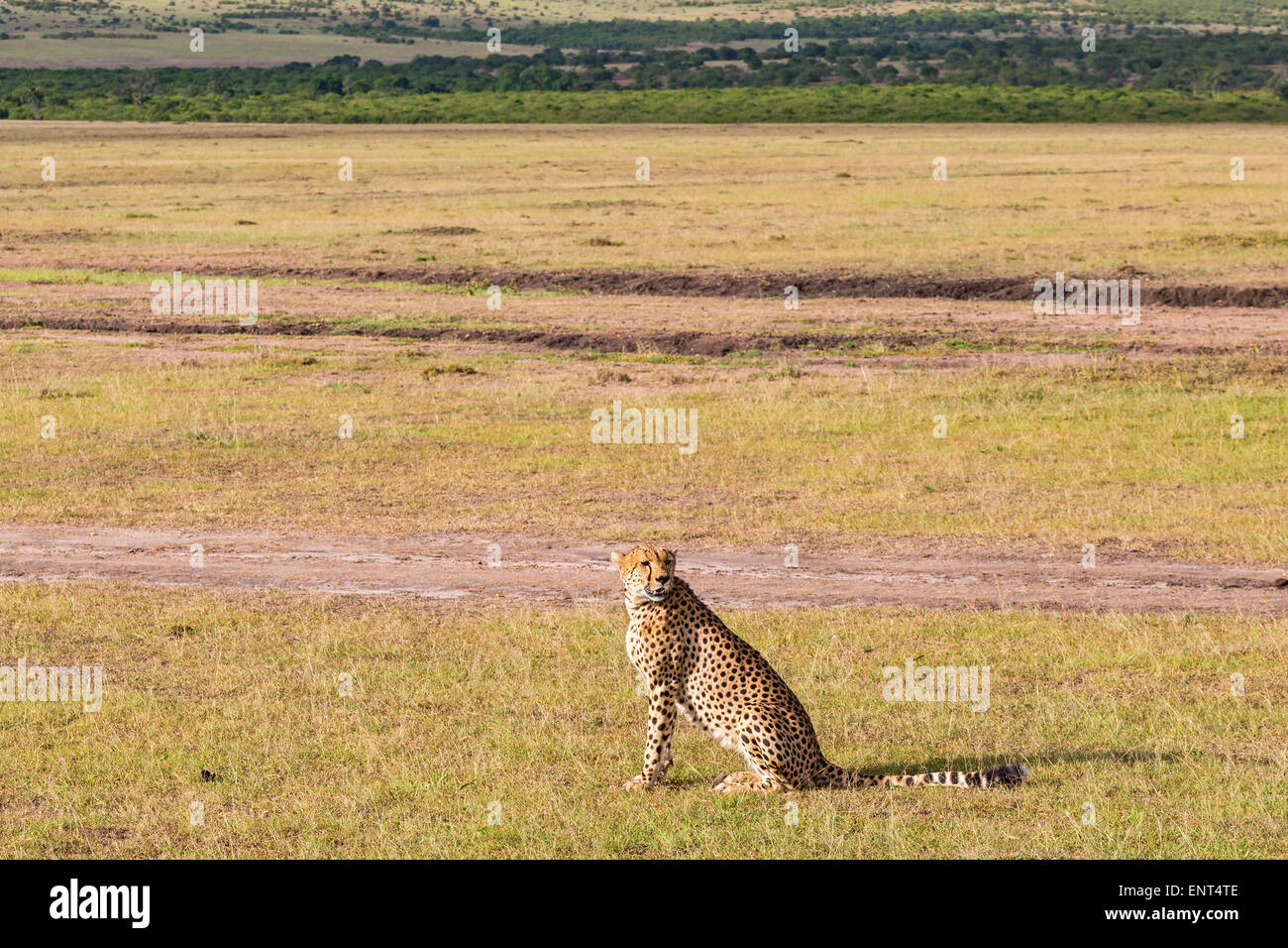 Cheetah sitting on the savannah and looking Stock Photo - Alamy