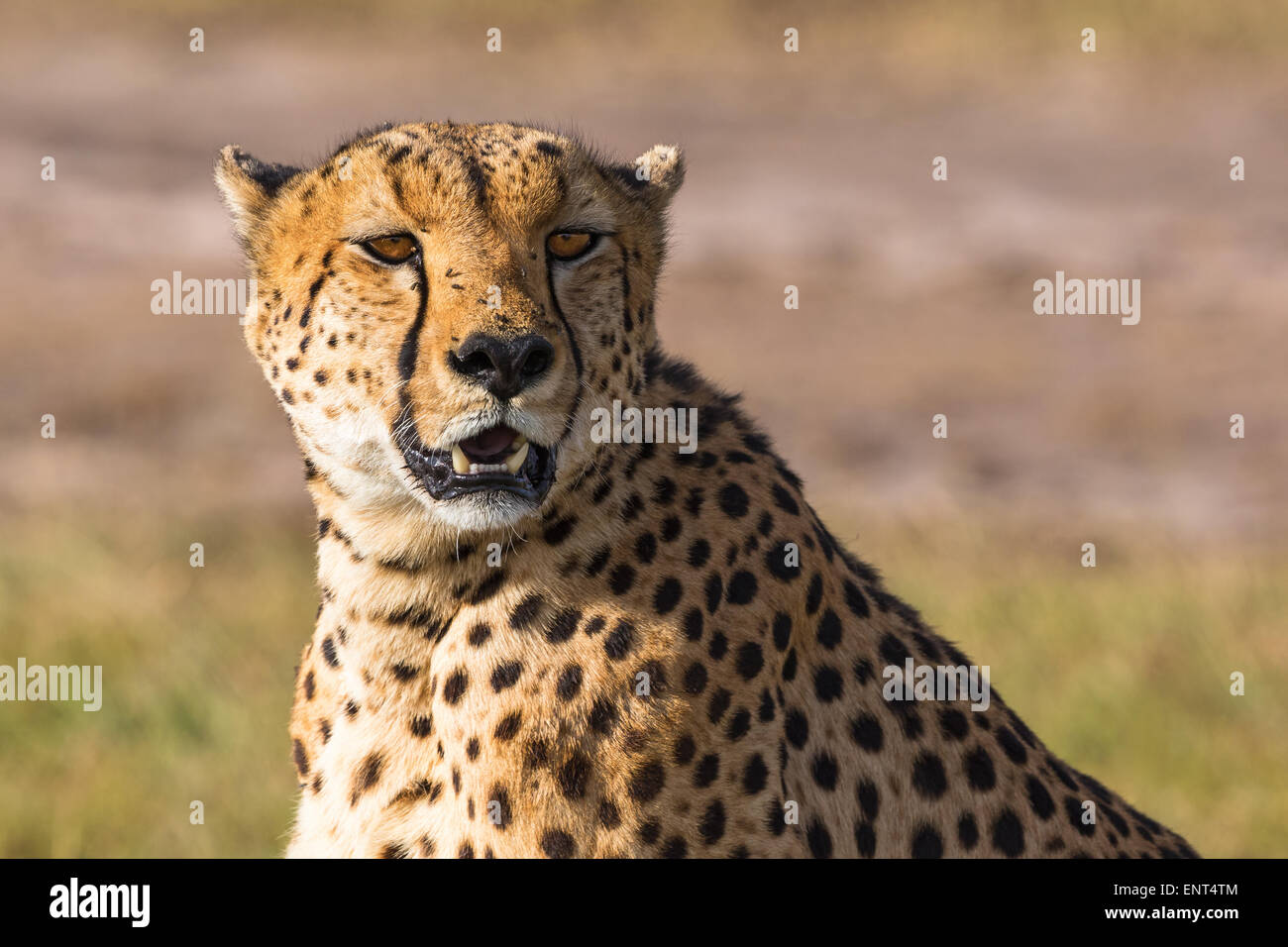 Cheetah sitting and looking in the savanna Stock Photo - Alamy