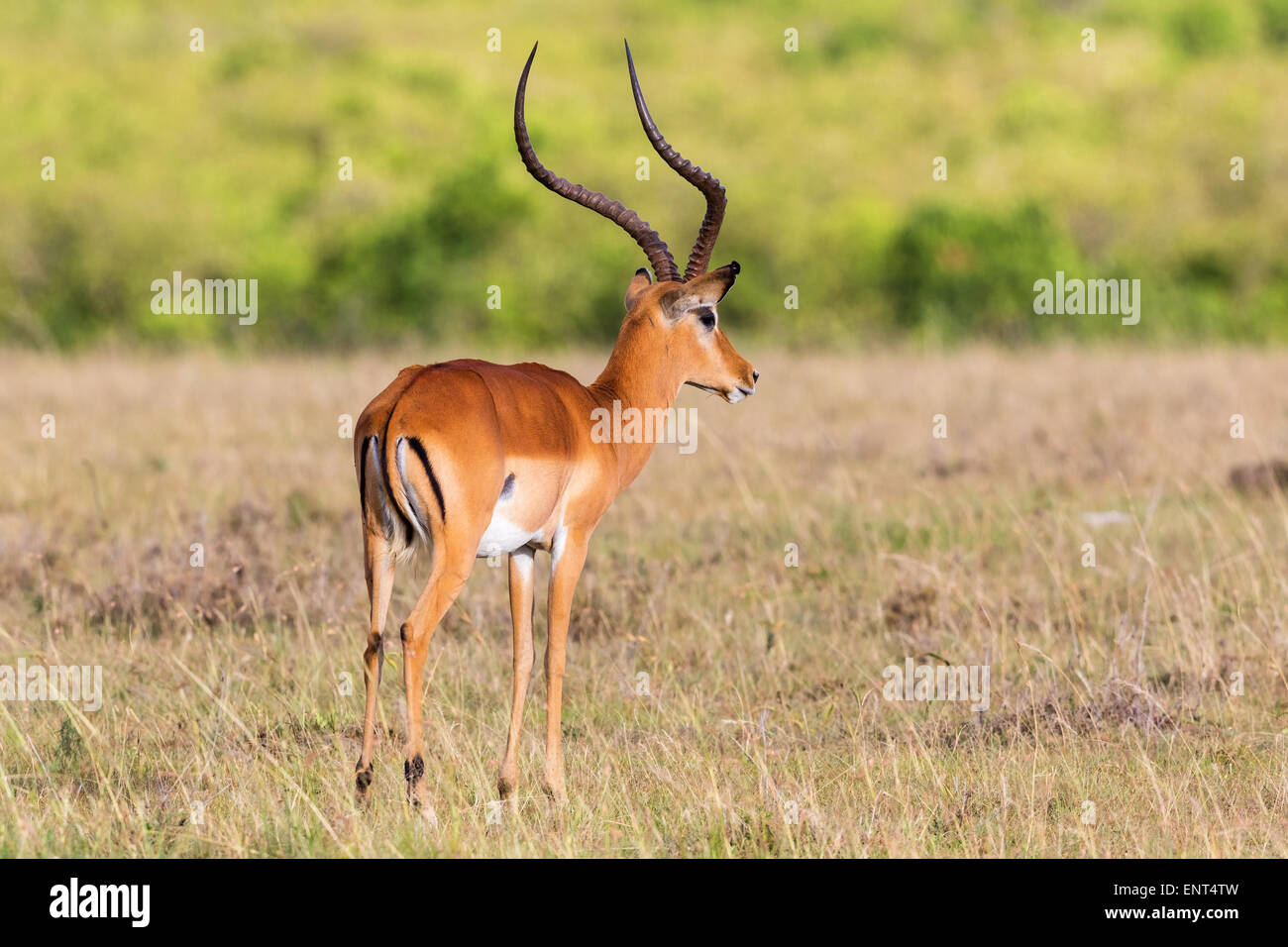 Antelope with big horns hi-res stock photography and images - Alamy