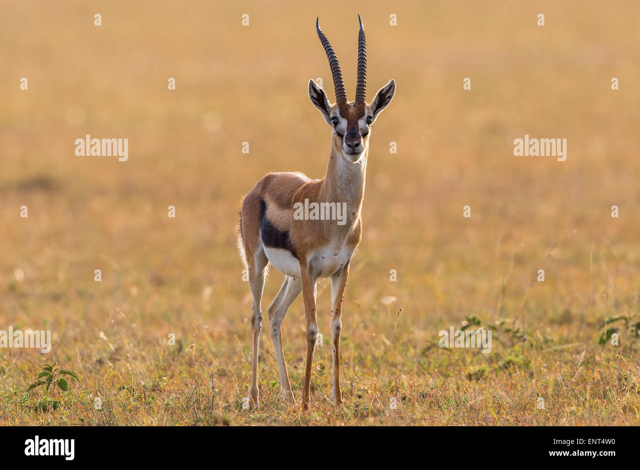 Thomsons gazelle on the african savanna hi-res stock photography and ...