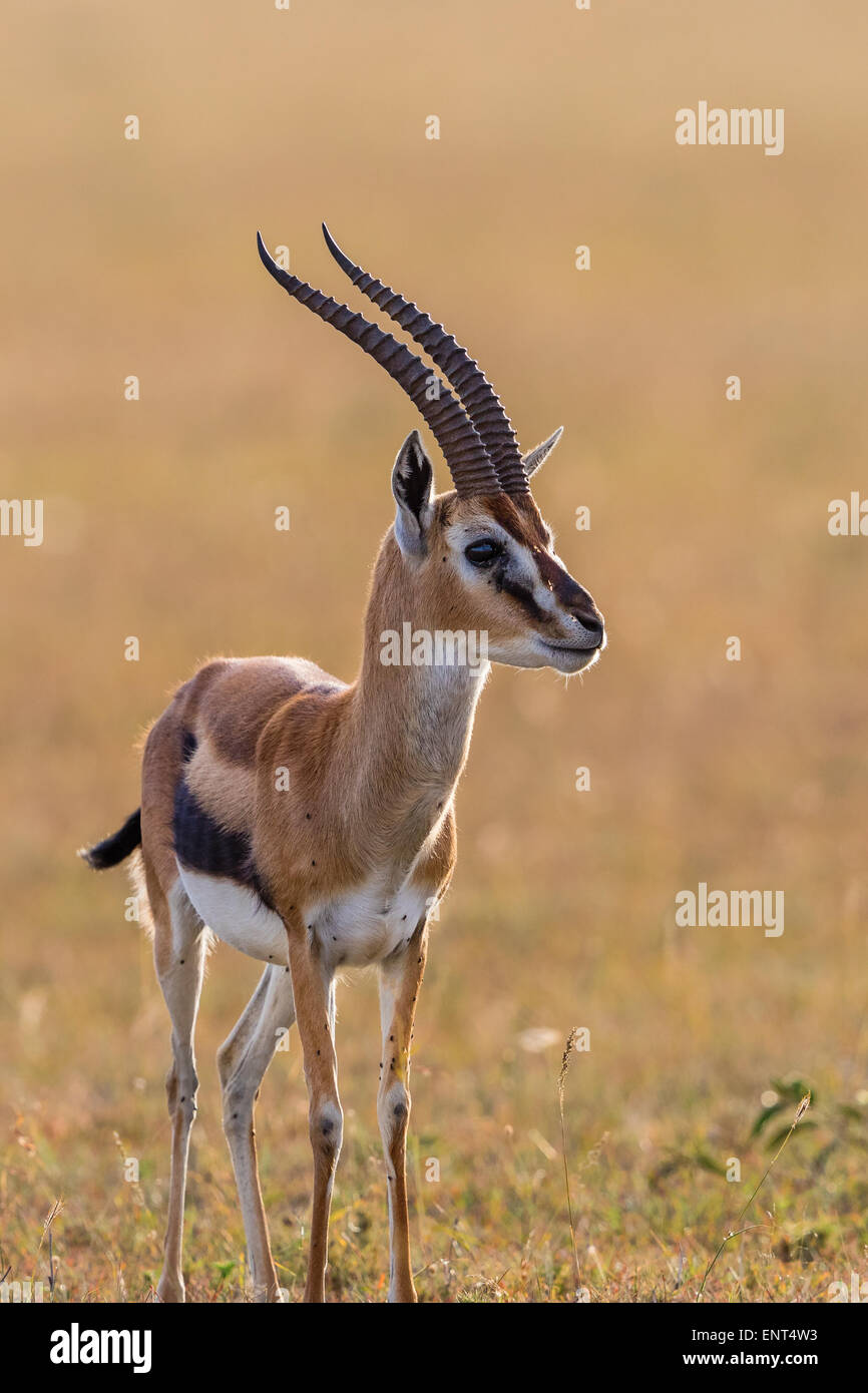 Thomsons gazelle on the african savanna hi-res stock photography and ...