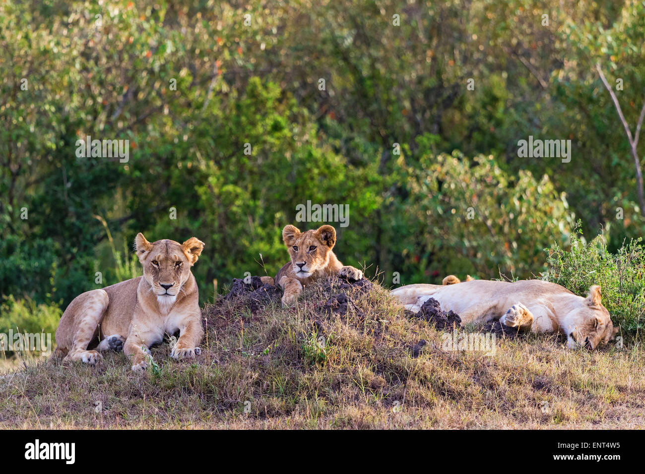 Lioness with cub lying and scouts on the Savannah Stock Photo - Alamy
