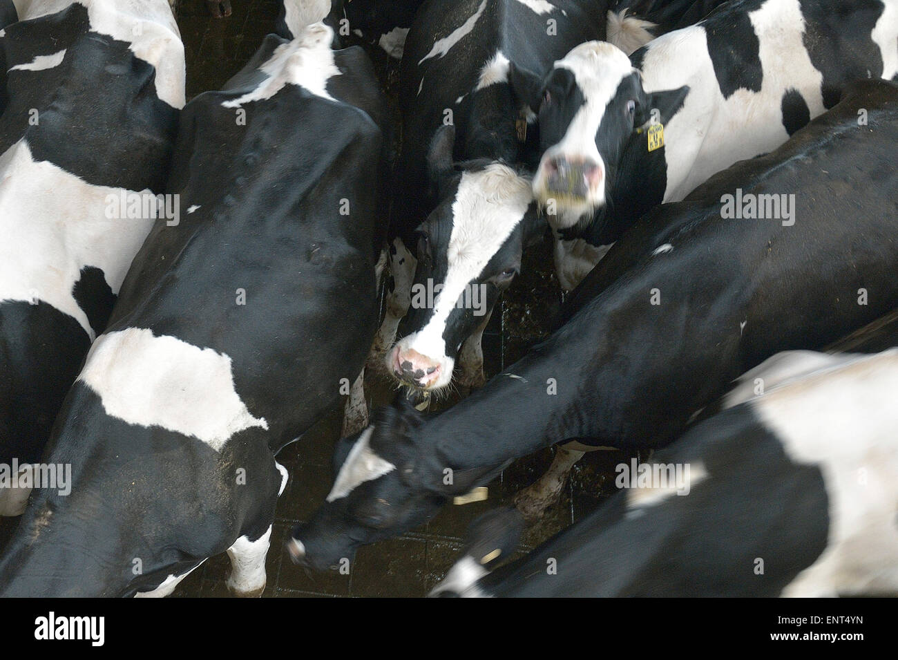 Dairy Cows in Milk Production Cycle Stock Photo - Alamy