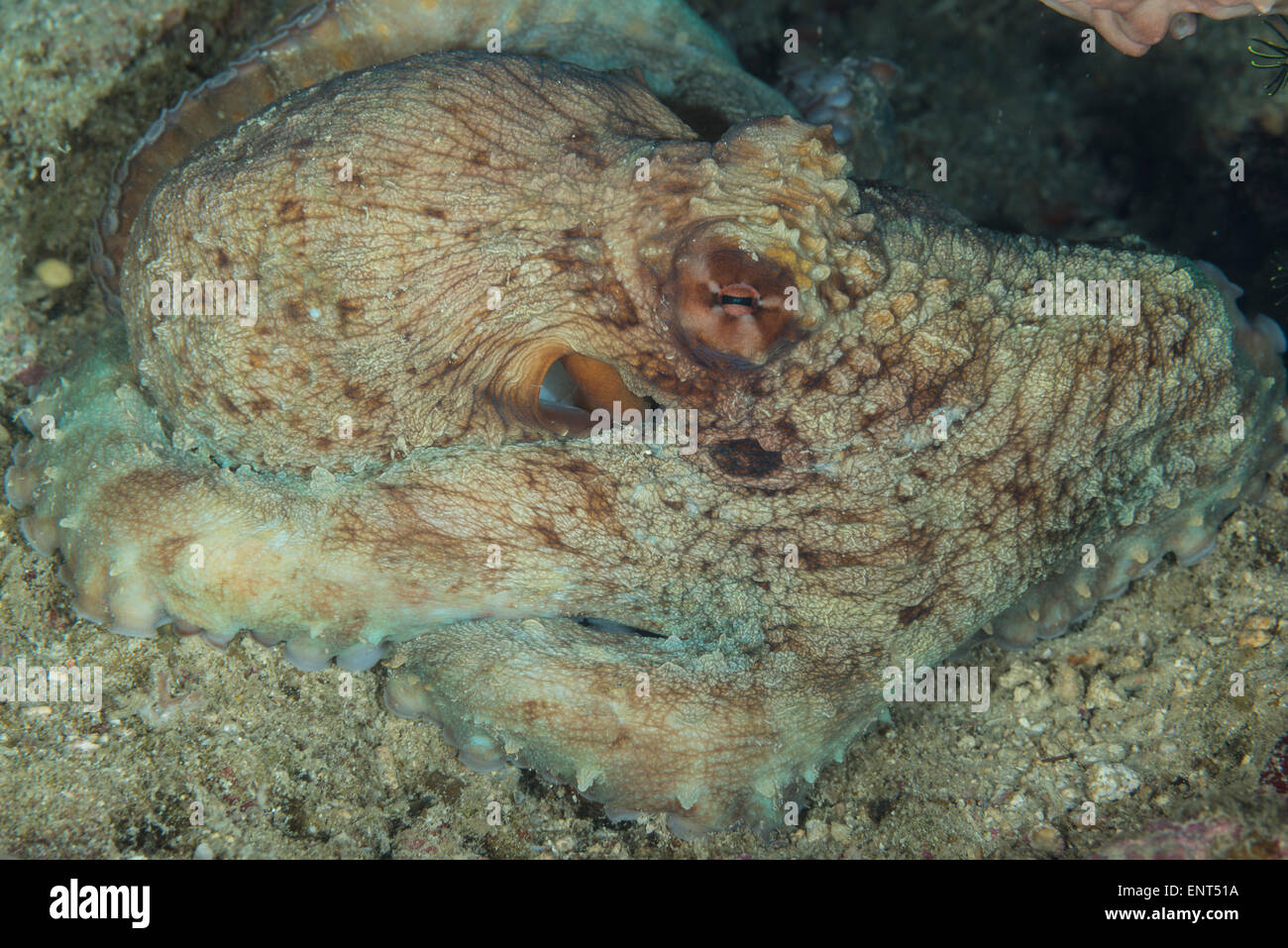 Octopus camouflage hi-res stock photography and images - Alamy