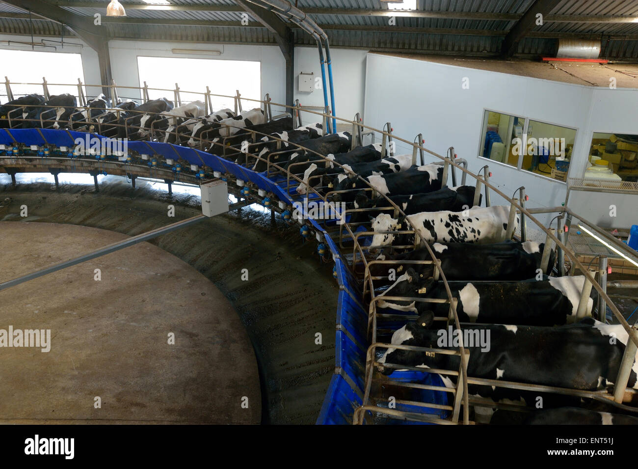 Dairy Cows in Milk Production Cycle Stock Photo - Alamy