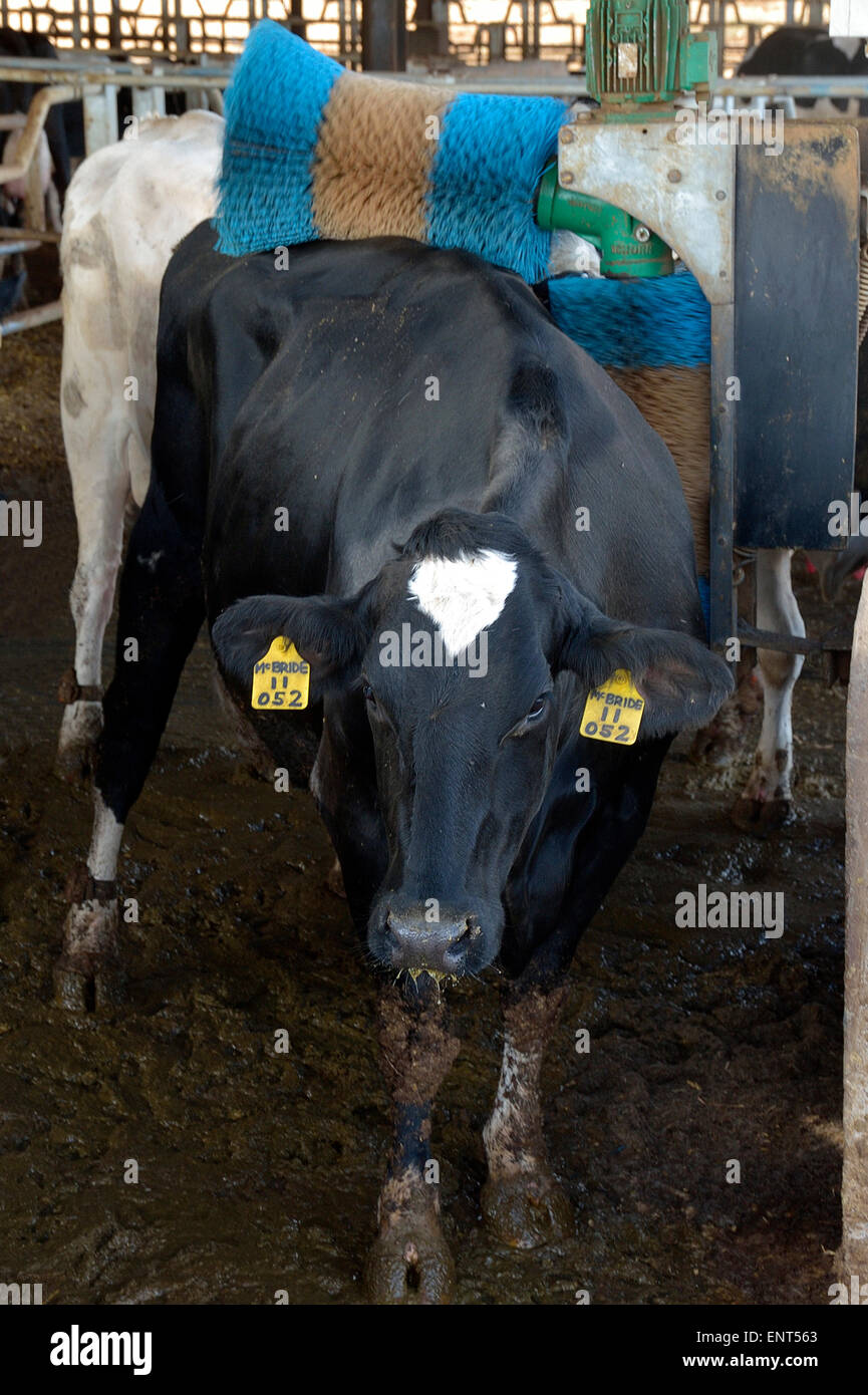 Dairy Cows in Milk Production Cycle Stock Photo - Alamy