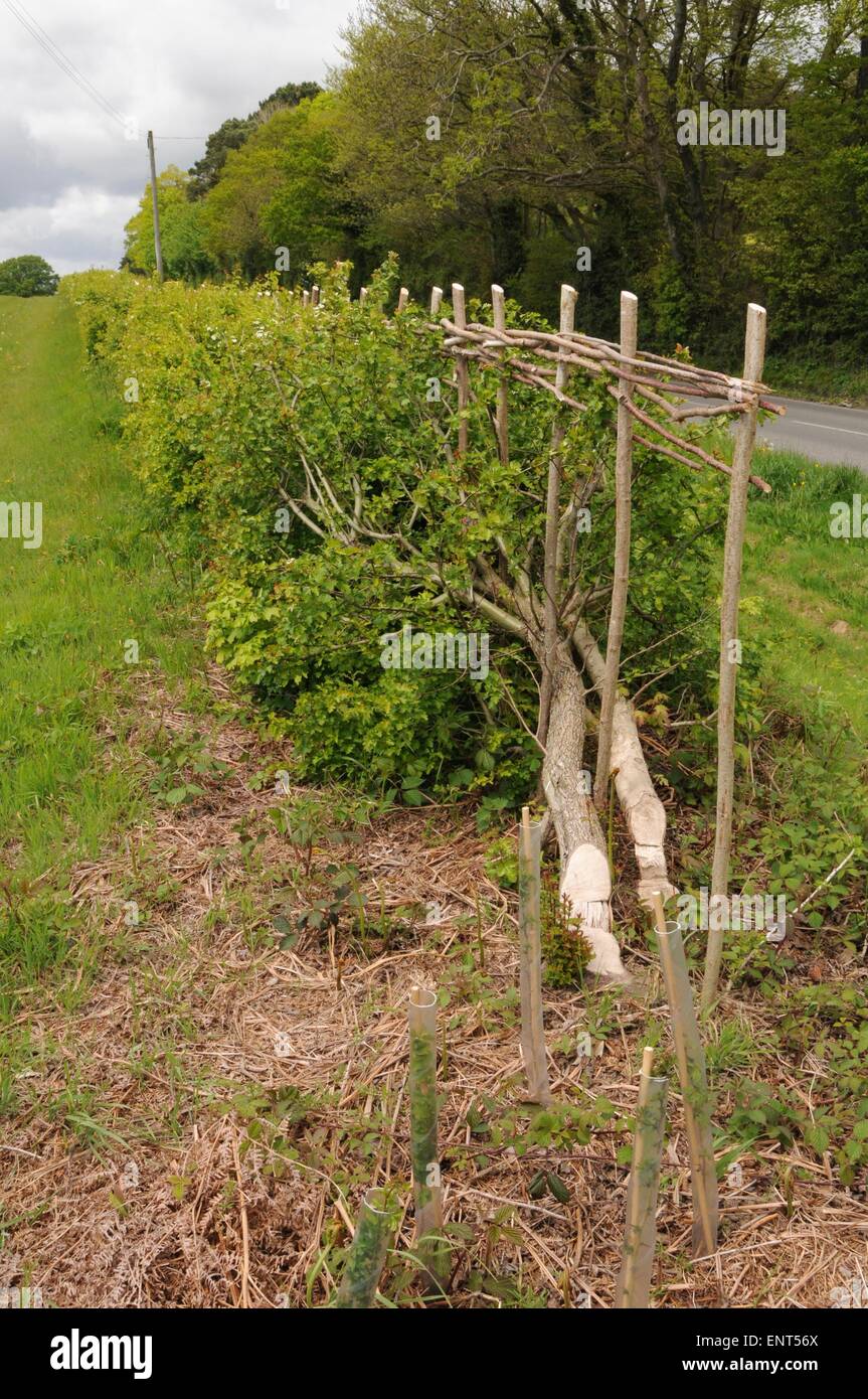 Laid hedge hi-res stock photography and images - Alamy