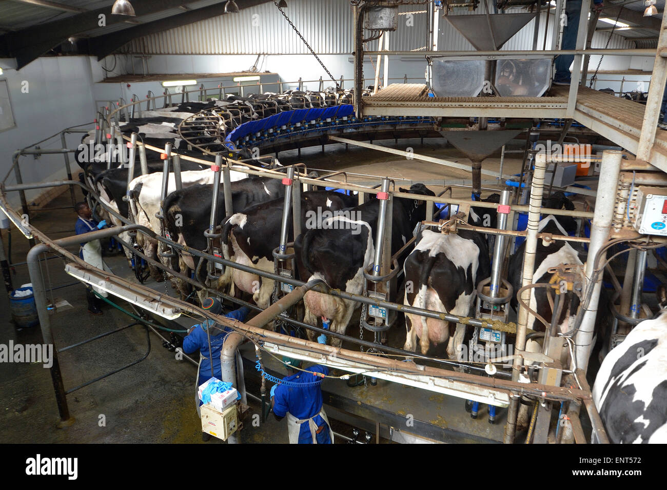 Dairy Cows in Milk Production Cycle Stock Photo - Alamy