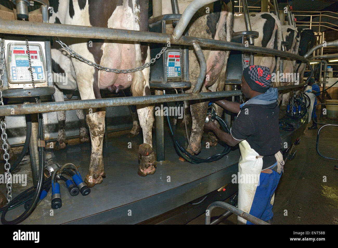 Dairy Cows in Milk Production Cycle Stock Photo - Alamy