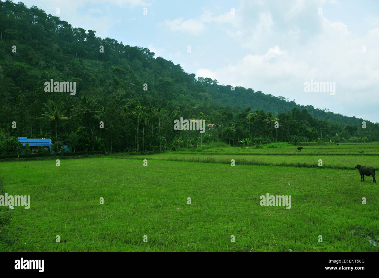 Paddy field and blue sky Stock Photo - Alamy