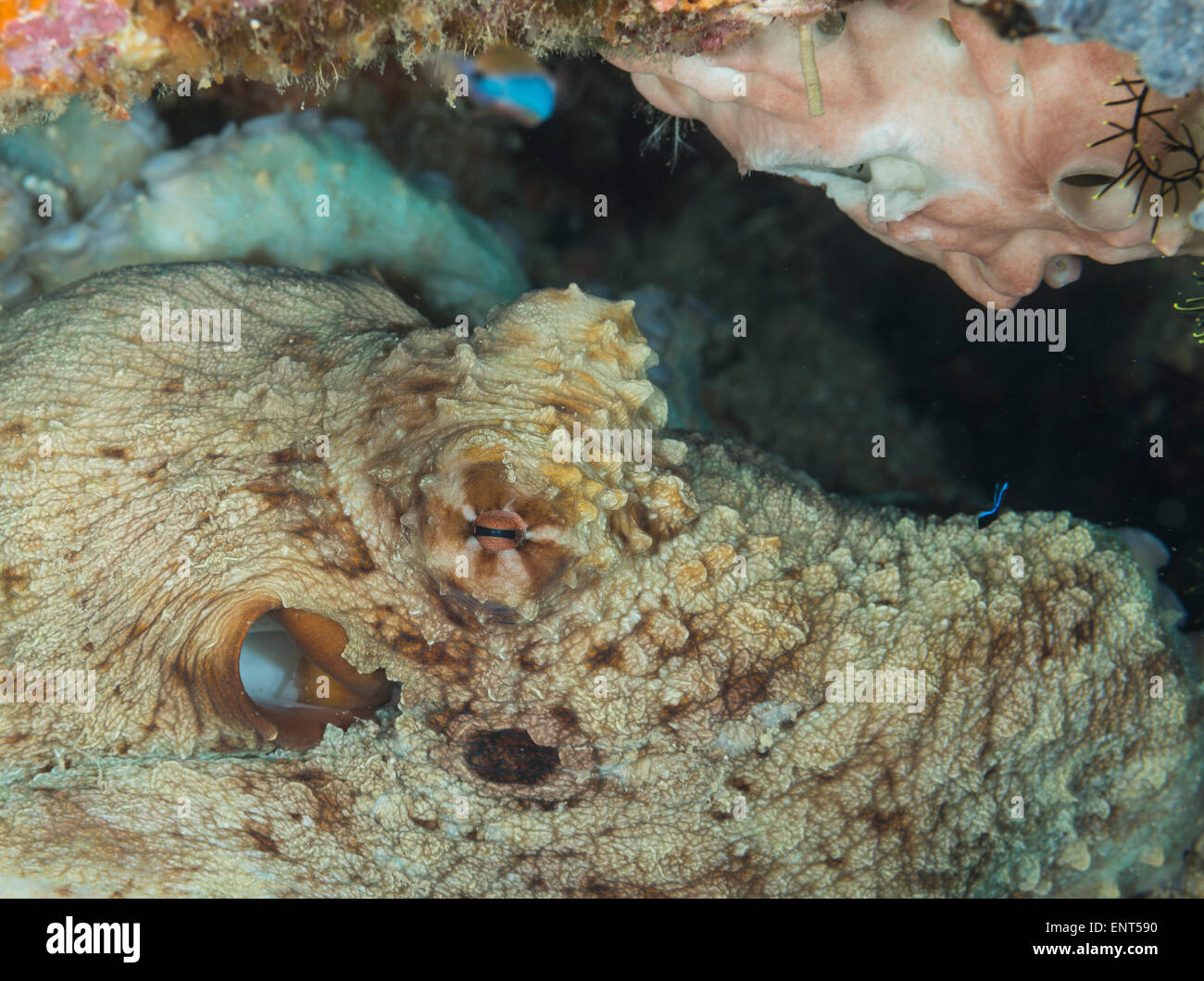Octopus camouflage hi-res stock photography and images - Alamy
