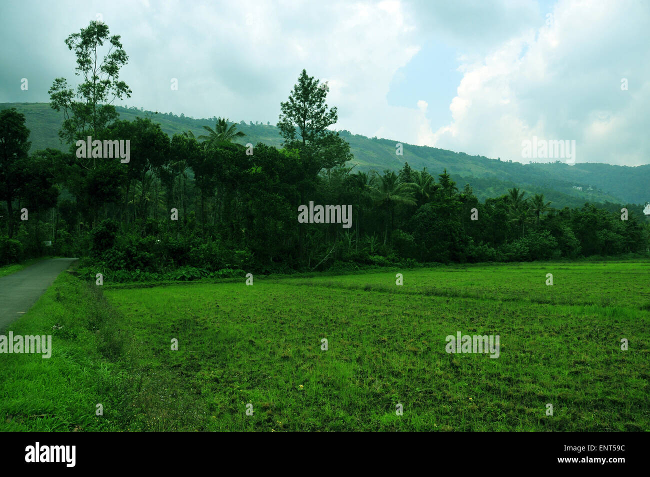 Paddy field and road Stock Photo - Alamy