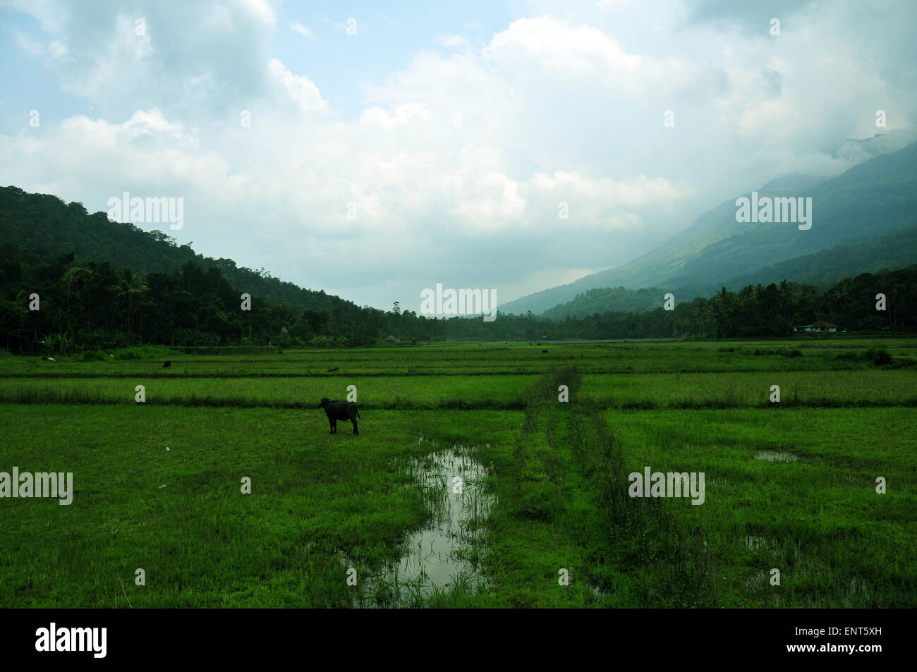 Paddy field ,cow and hills Stock Photo - Alamy