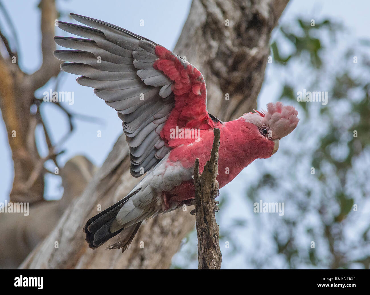 Galah Stock Photo - Alamy