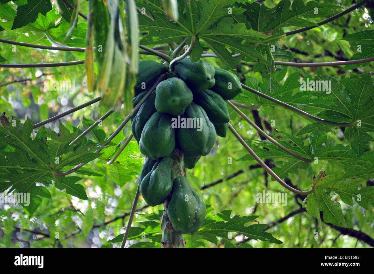 Green papaya fruits hi-res stock photography and images - Alamy