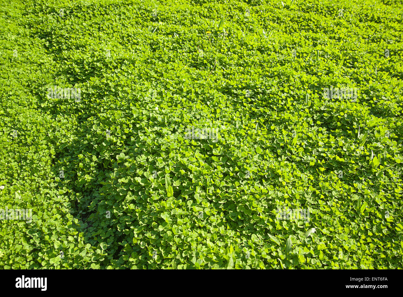 Green grass growing from a spring lawn. Background Stock Photo - Alamy