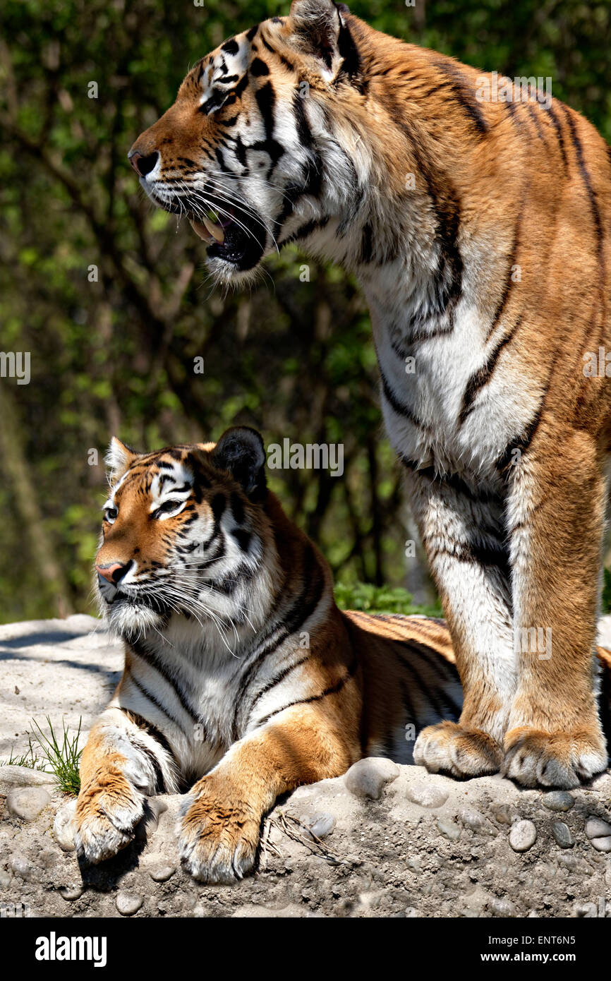 Indian tigers hi-res stock photography and images - Alamy