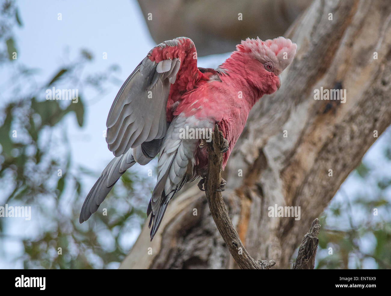 Galah birds hi-res stock photography and images - Alamy