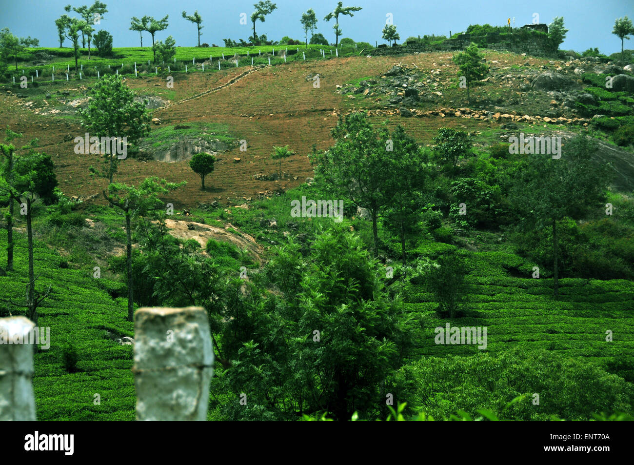 Thick plantation hi-res stock photography and images - Alamy