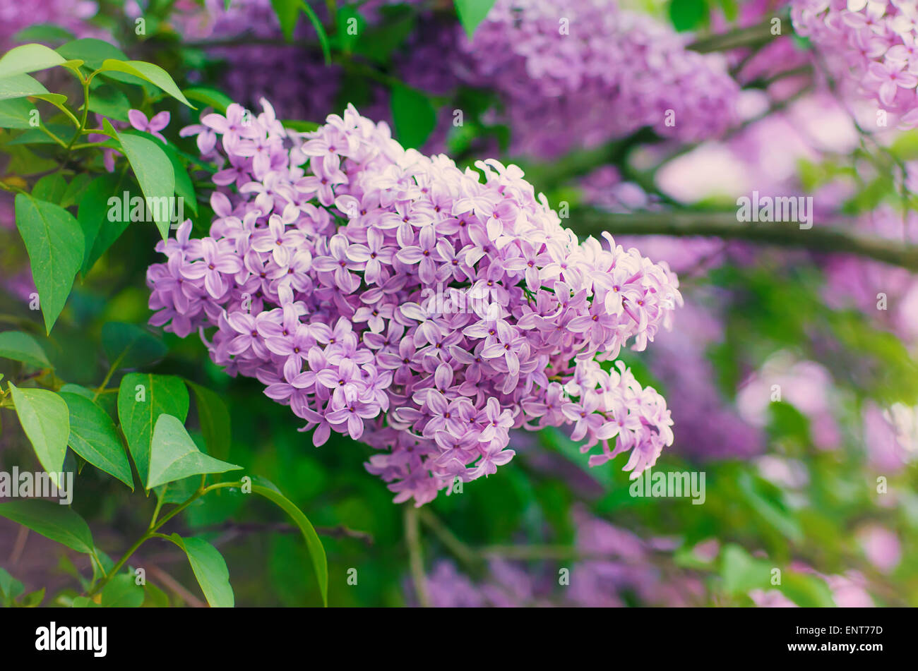 Spring lilac flowers Stock Photo - Alamy