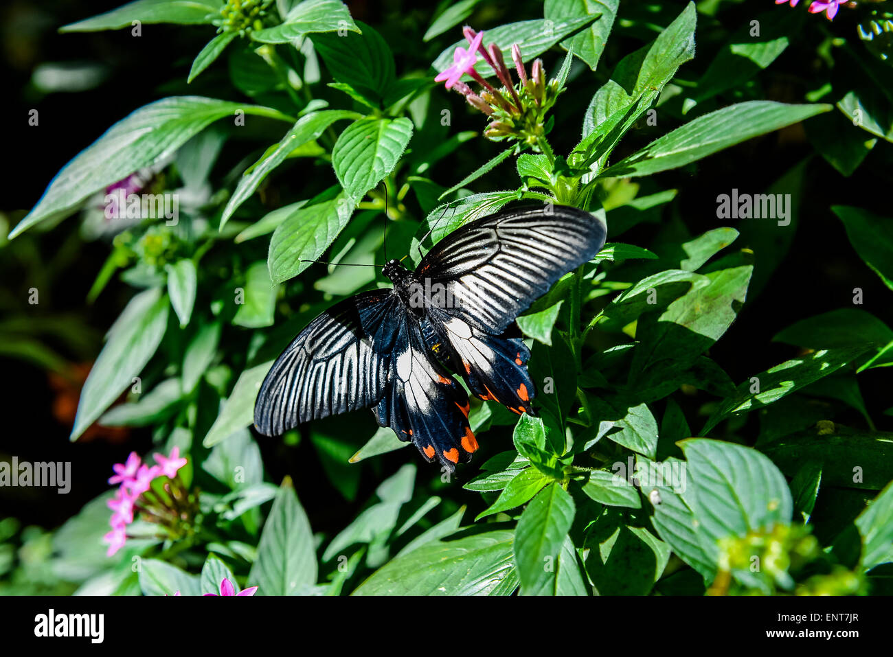 Great Mormon butterfly Stock Photo - Alamy