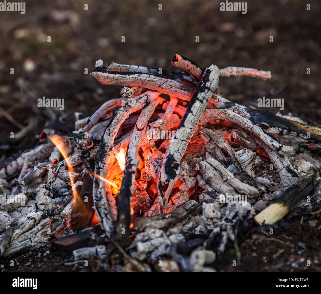 Bonfire in the forest hi-res stock photography and images - Alamy