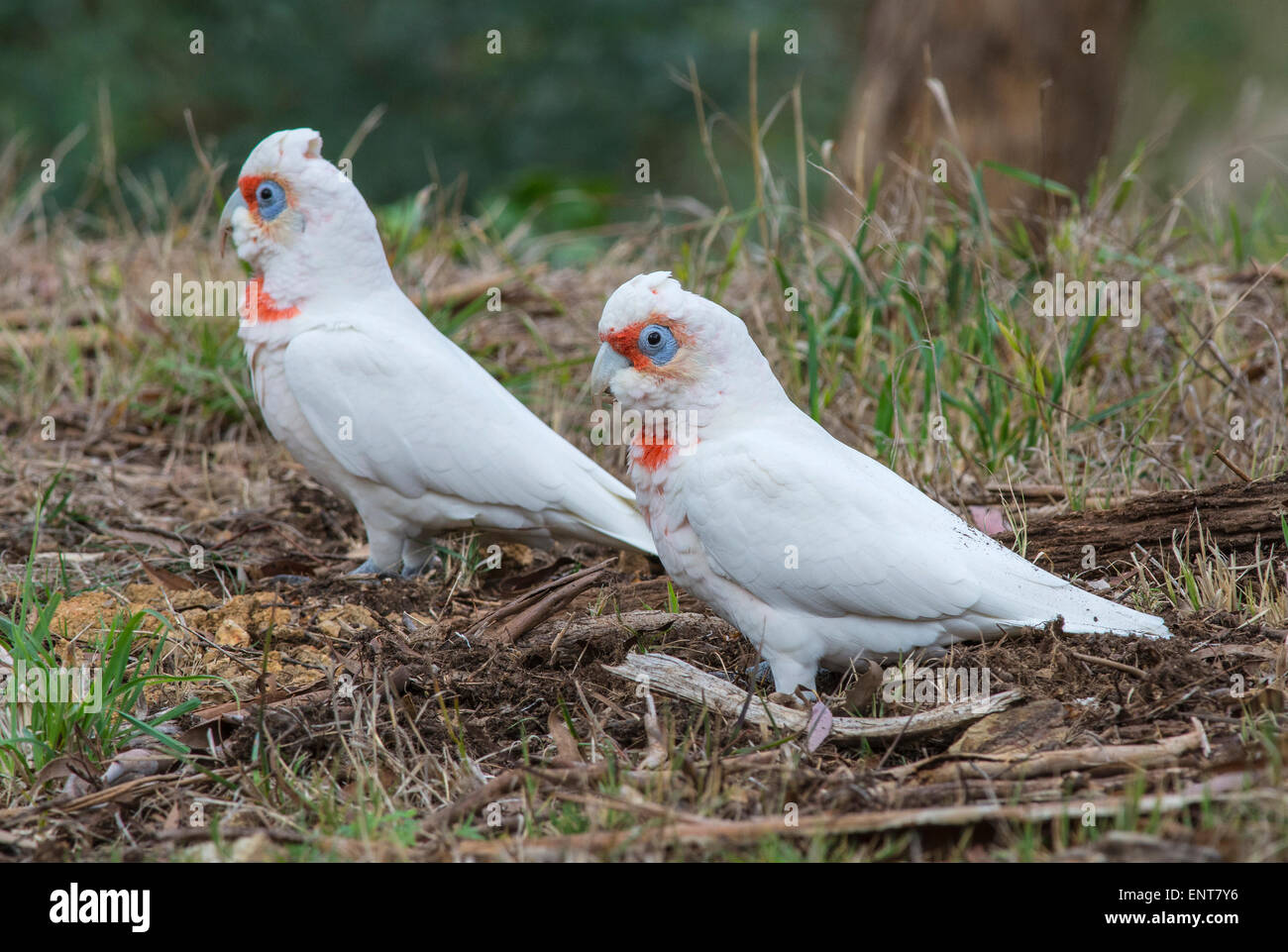 Corella hi-res stock photography and images - Alamy