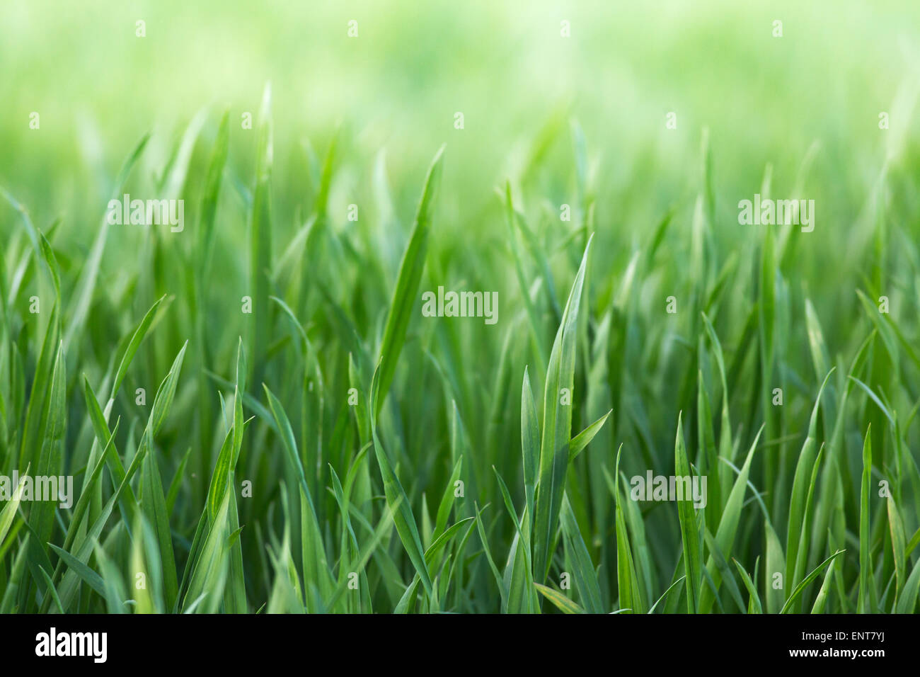Fresh young barley, close-up Stock Photo - Alamy
