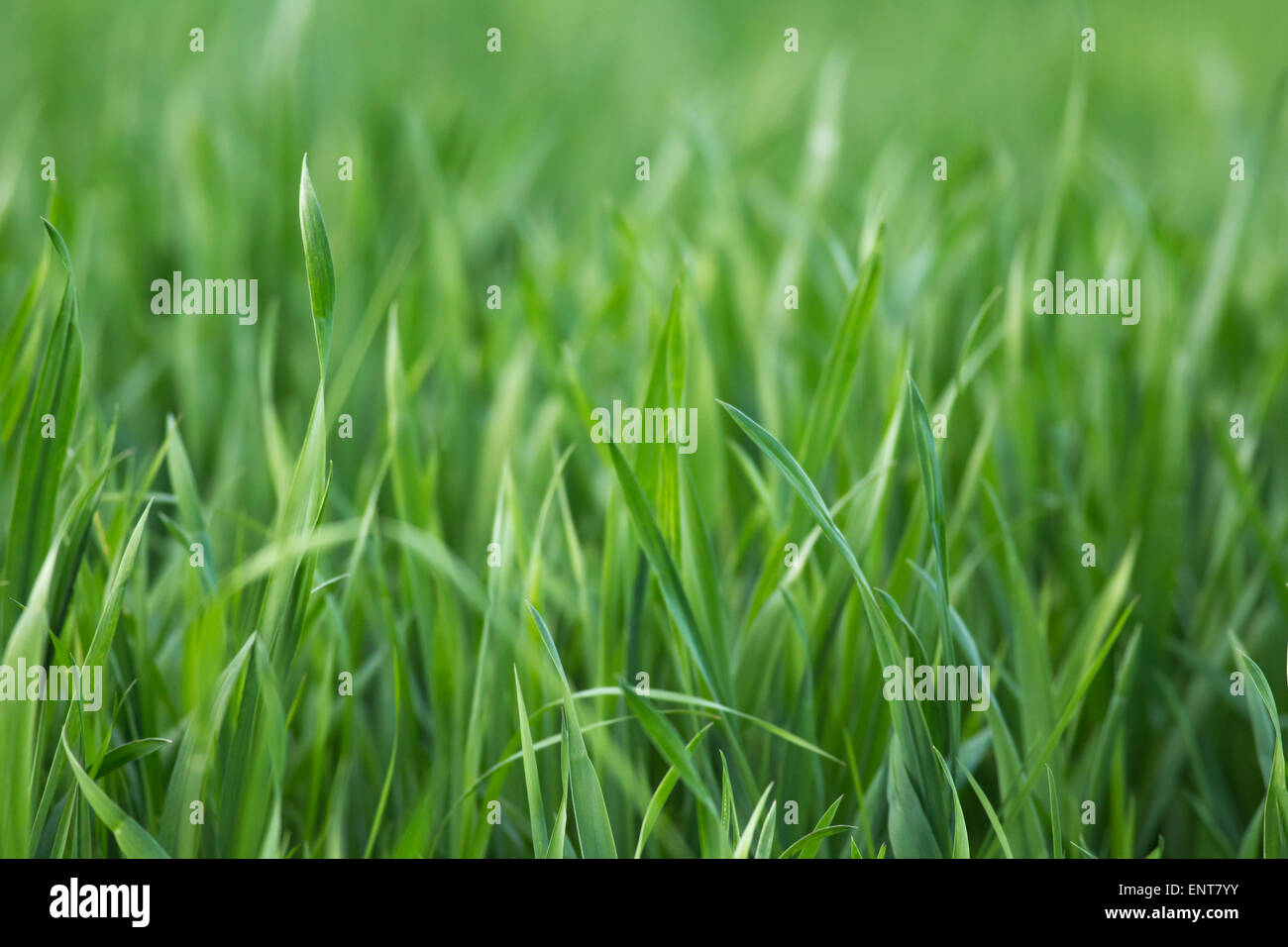 Fresh young green barley hi-res stock photography and images - Alamy