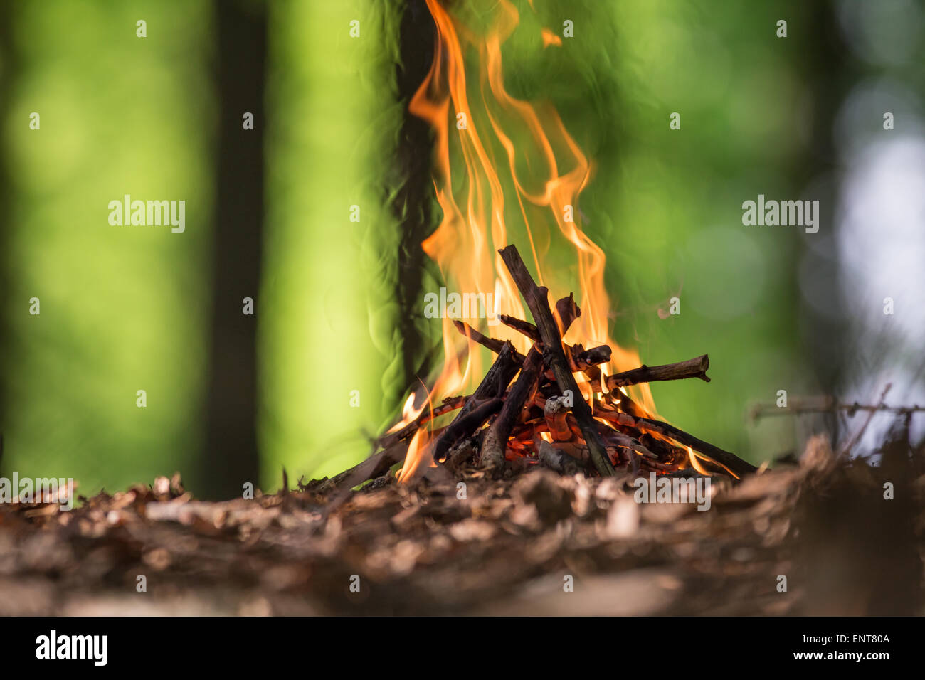 Bonfire in spring forest, close-up Stock Photo - Alamy