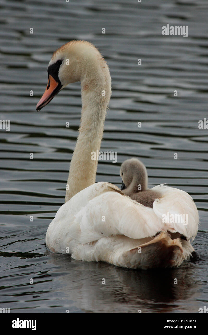 Cygnets rearing hi-res stock photography and images - Alamy