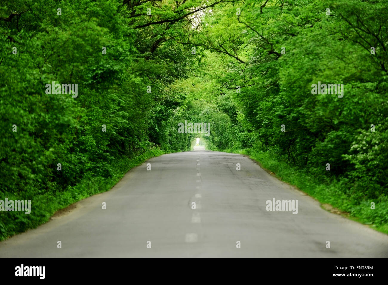 Two lane empty asphalt road through a forest resembling a tree tunnel ...
