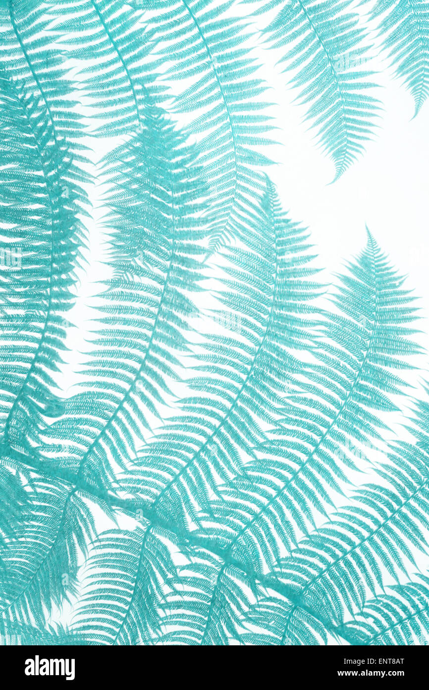 turquoise palm leaves Stock Photo - Alamy