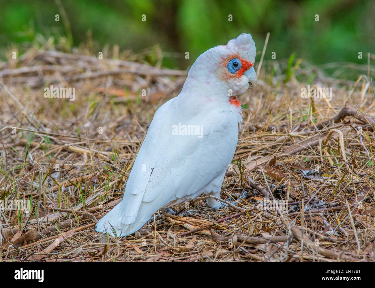 Corella hi-res stock photography and images - Alamy