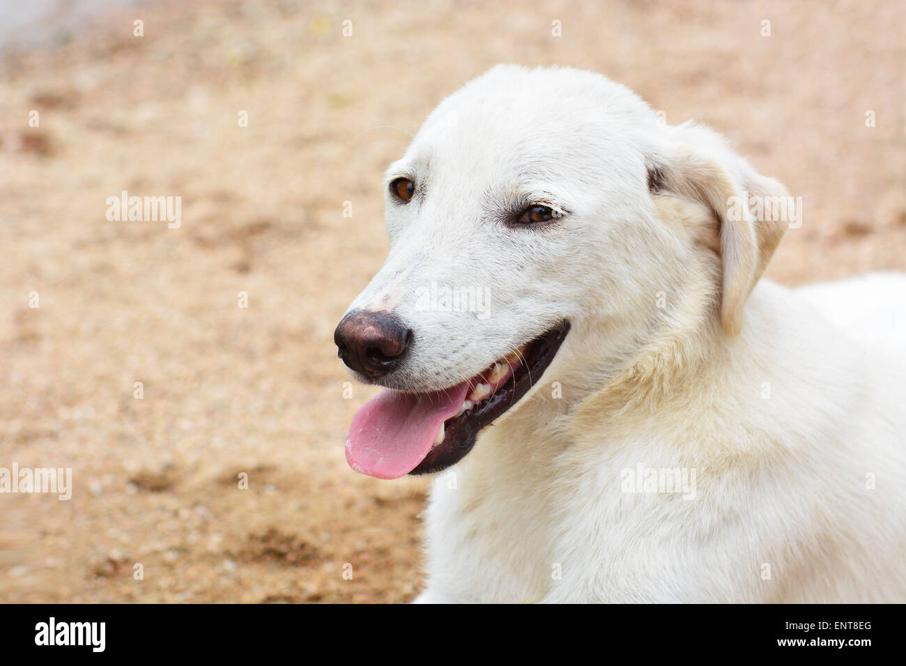 Happy labrador retriever hi-res stock photography and images - Alamy