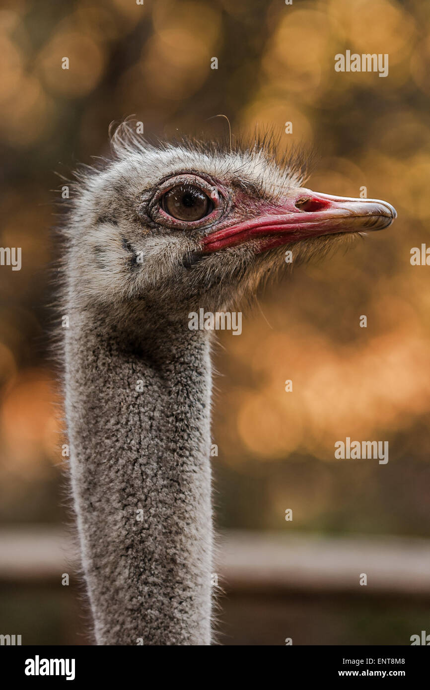 Head of a ostrich (Struthio camelus Stock Photo - Alamy