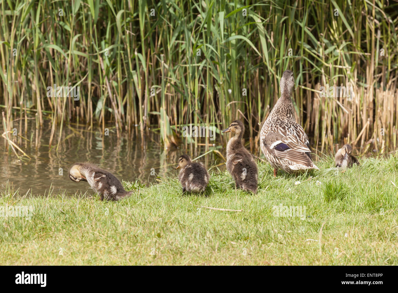 Duck and ducklings by the reeds at Tredelerch Park, Roath, Cardiff ...