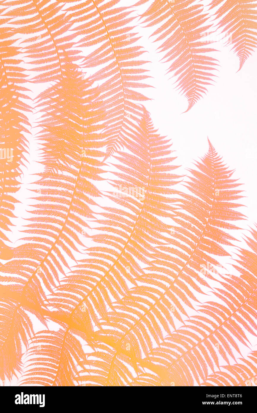orange palm leaves - abstract background Stock Photo - Alamy
