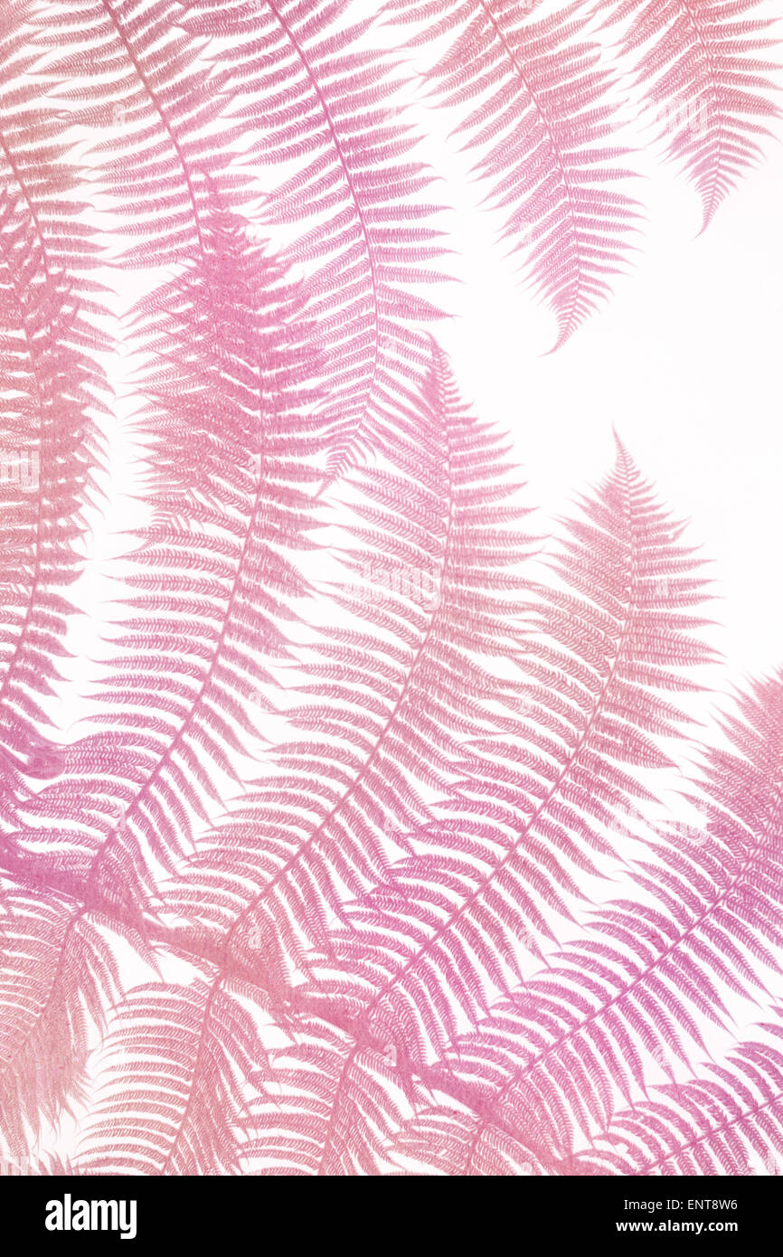 Pink palm hi-res stock photography and images - Alamy