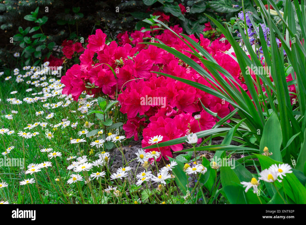 A beautiful corner of a flowery garden, in the spring Stock Photo - Alamy