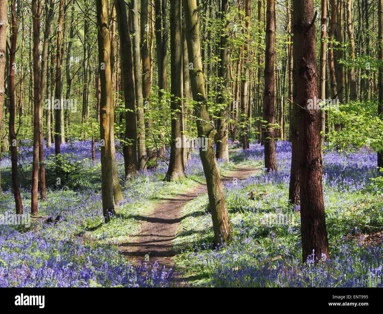 Bluebell woods near Henley in Arden, Warwickshire. English Bluebells ...