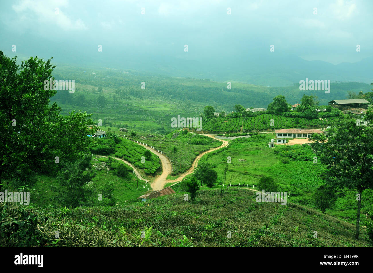 Tea plantation & road Stock Photo - Alamy