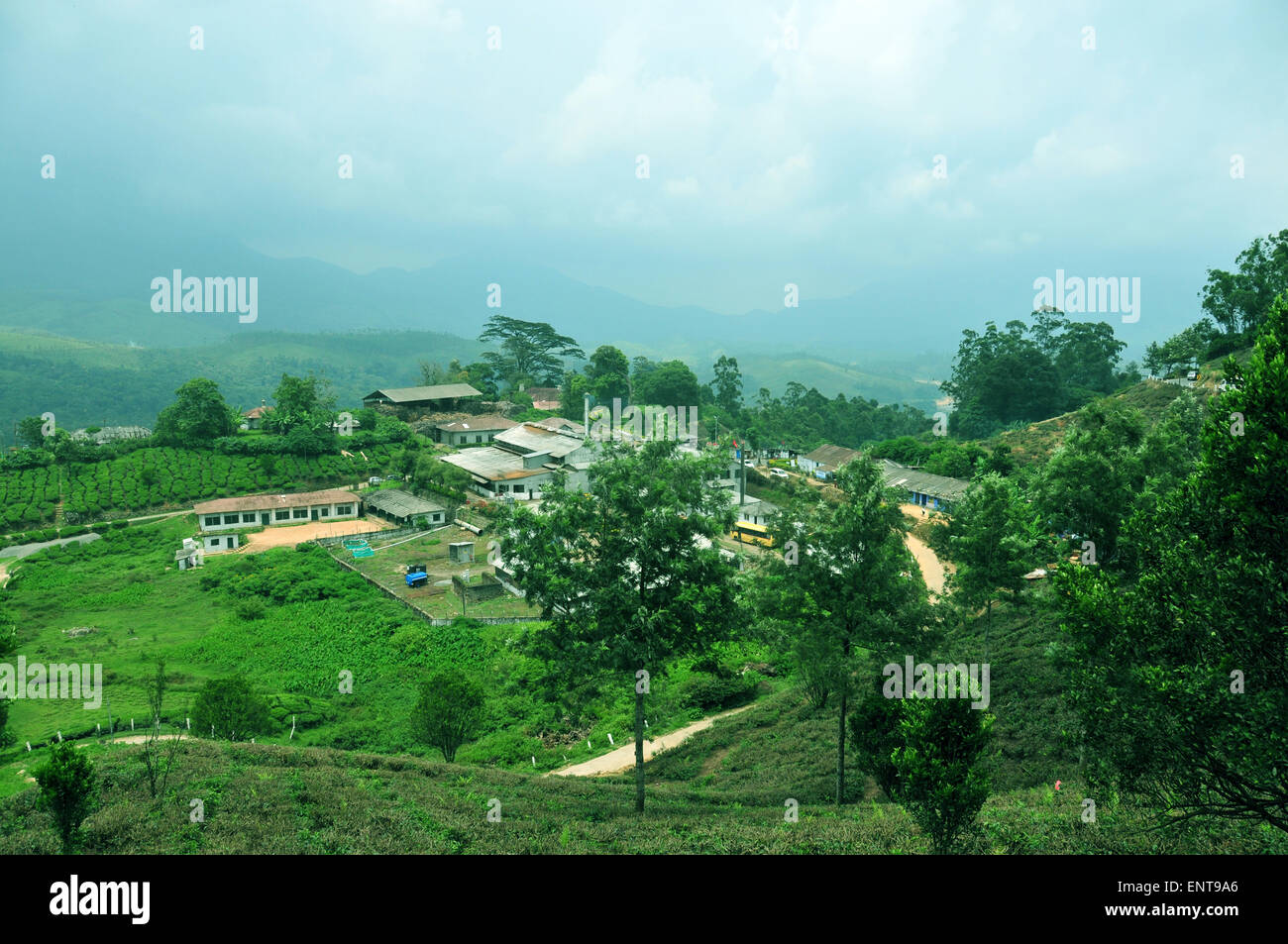 Tea plantation top view Stock Photo - Alamy