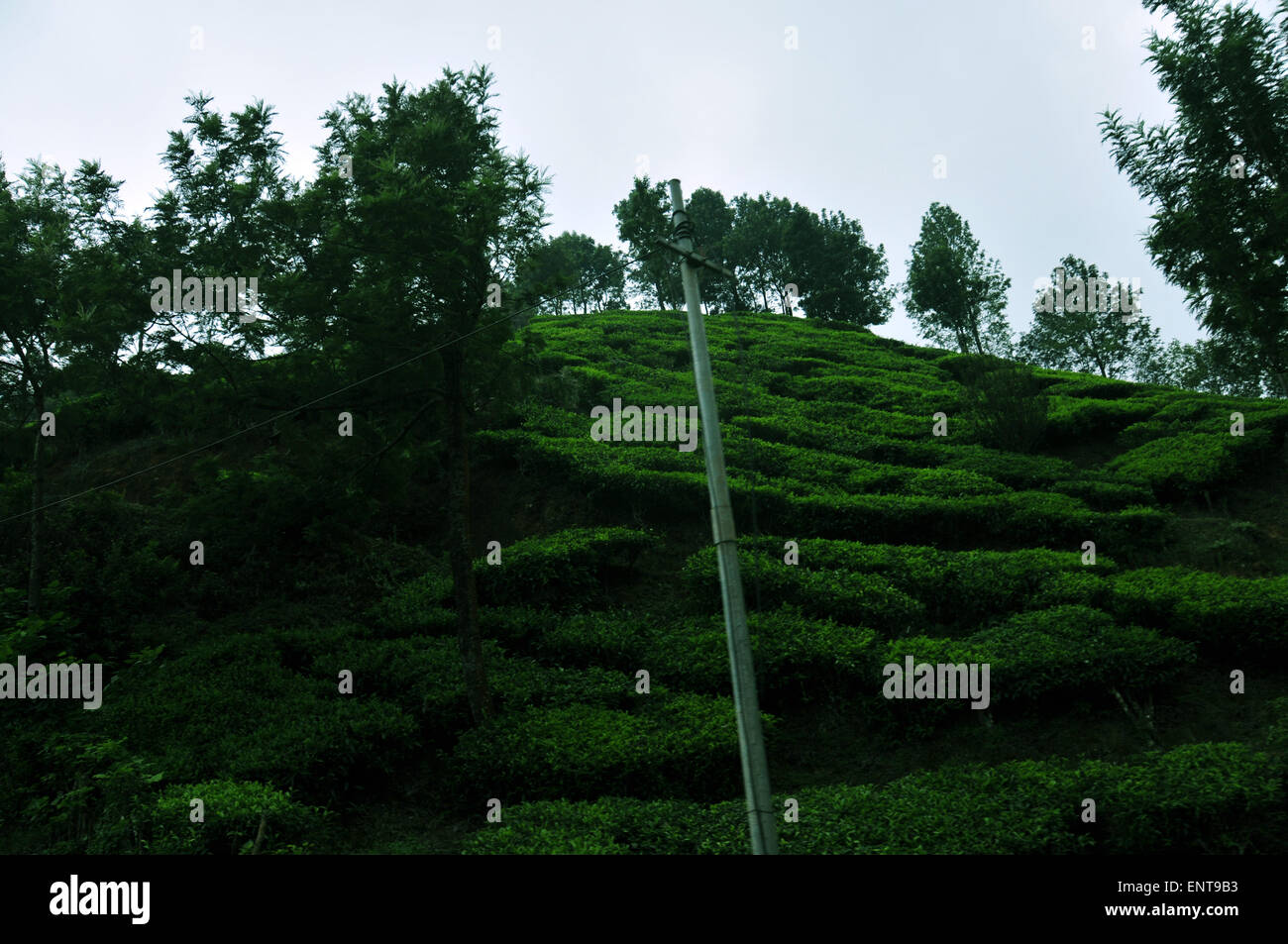 Thick tea plants Stock Photo - Alamy